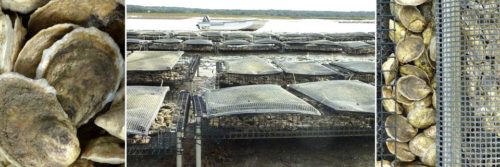 Consider the Oyster Farmer: Practicing Shellfishness with Barnstable ...