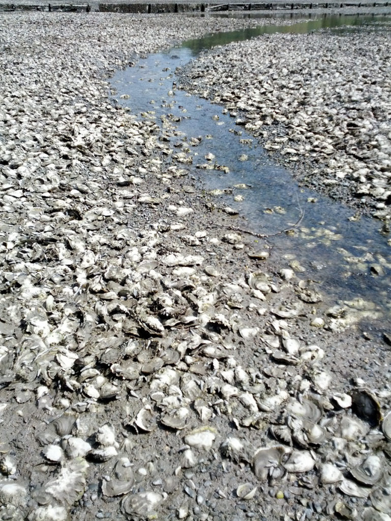 A Day on the Oyster Beach – Element Seafood