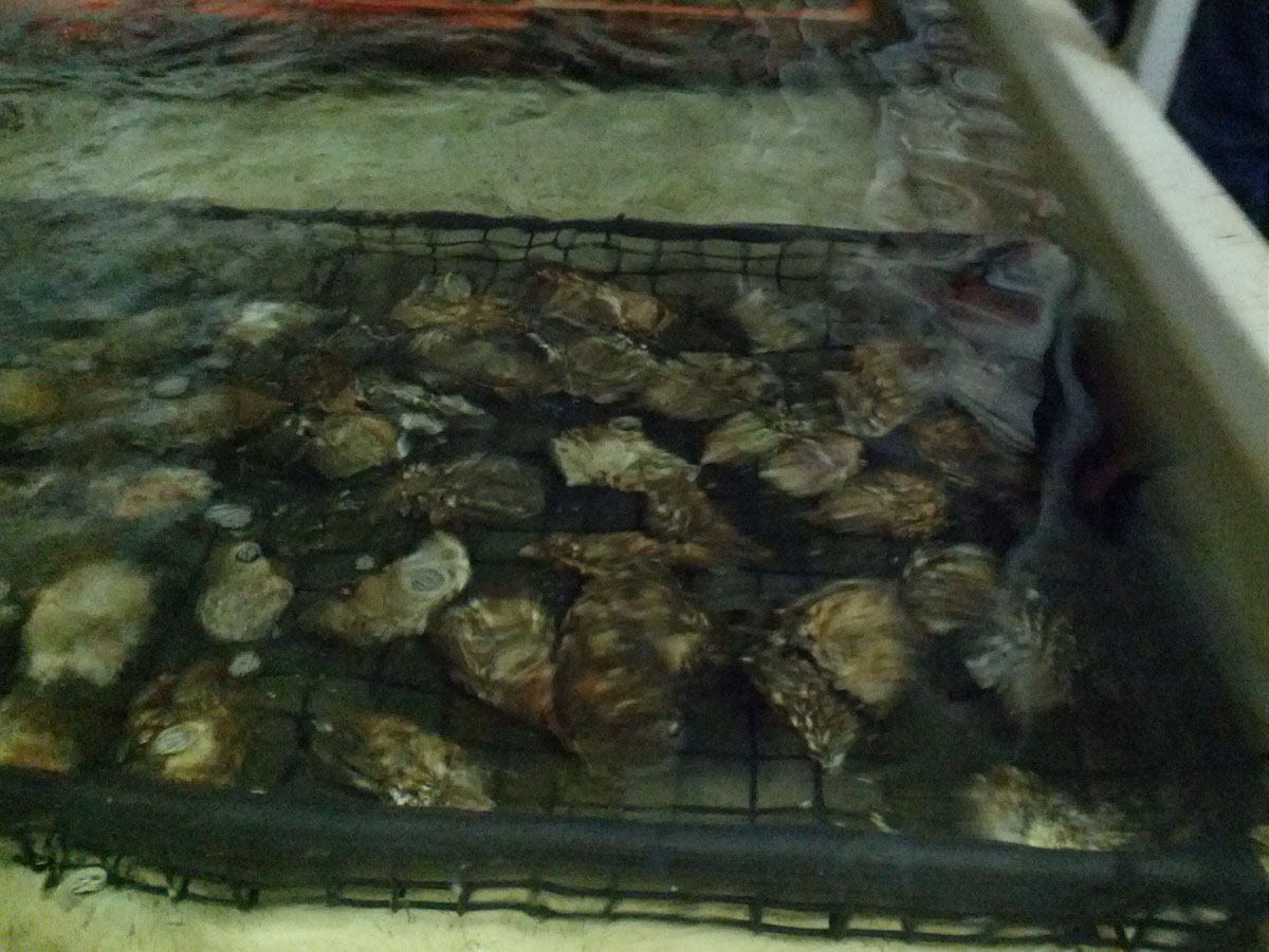 Shellfish Hatcheries & Nurseries: Where do oysters come from? – Element ...