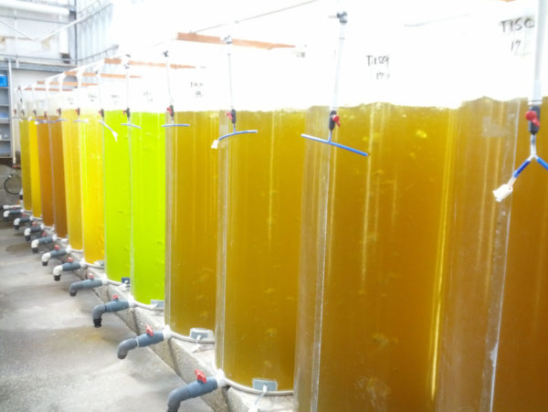 Shellfish Hatcheries & Nurseries: Where do oysters come from? – Element ...