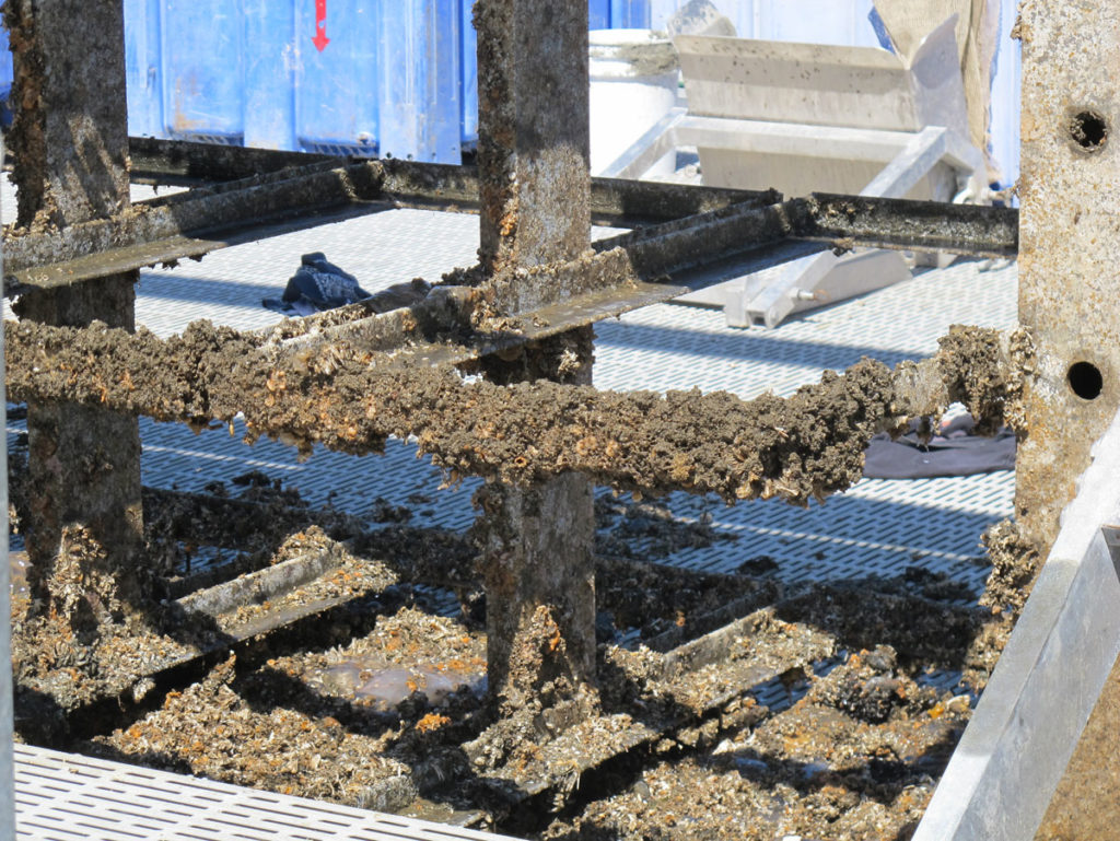 How to Dig a Geoduck – Element Seafood