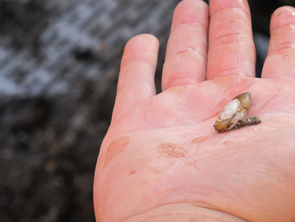 How to Dig a Geoduck – Element Seafood