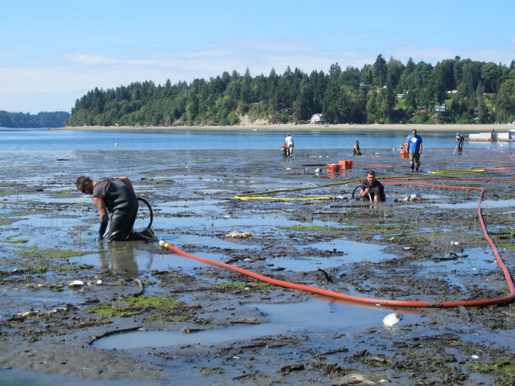 How to Dig a Geoduck – Element Seafood