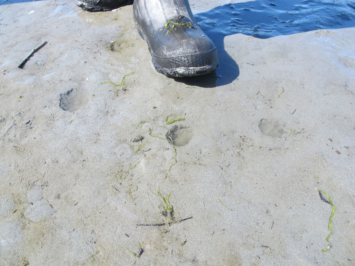 How to Dig a Geoduck – Element Seafood