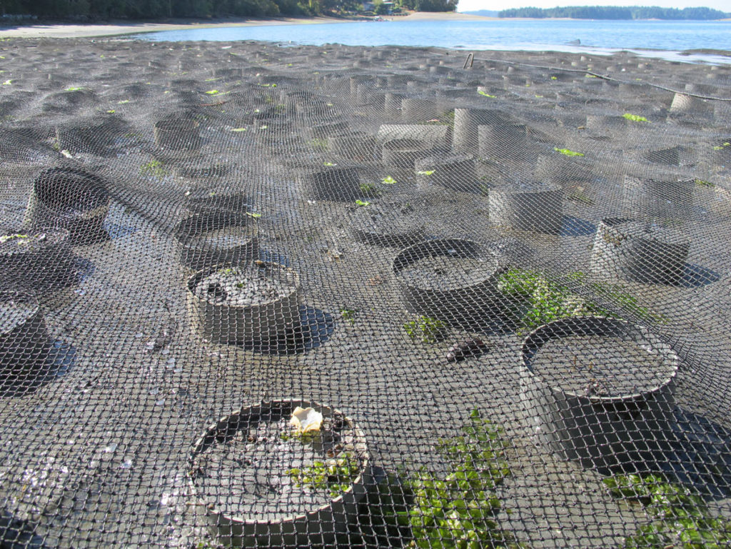 How to Dig a Geoduck – Element Seafood