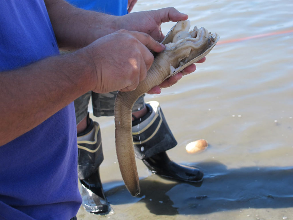 How to Dig a Geoduck – Element Seafood