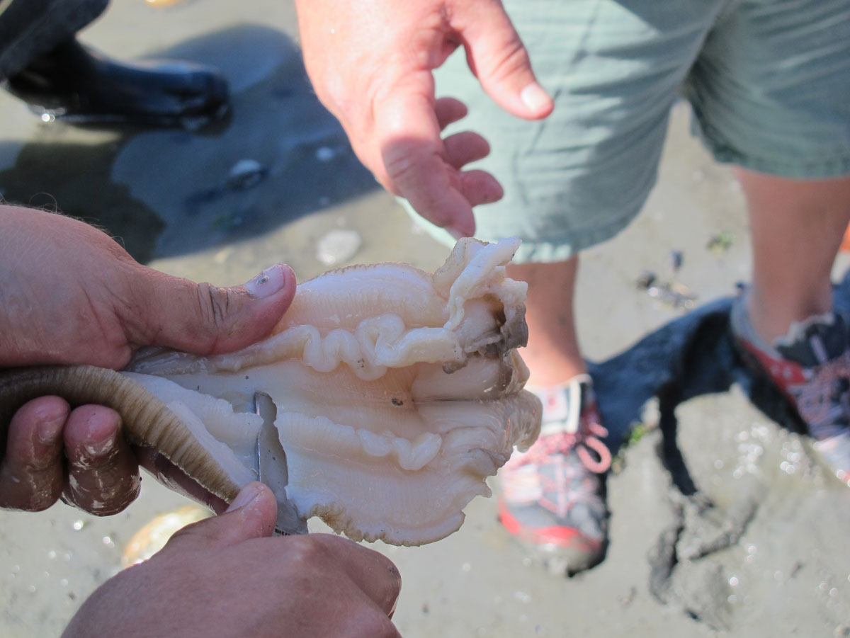 How to Dig a Geoduck – Element Seafood