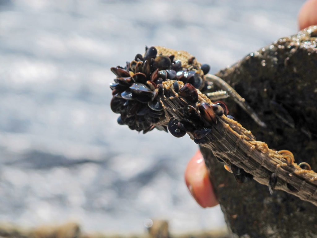 Rafting with Mussels on Puget Sound – Element Seafood