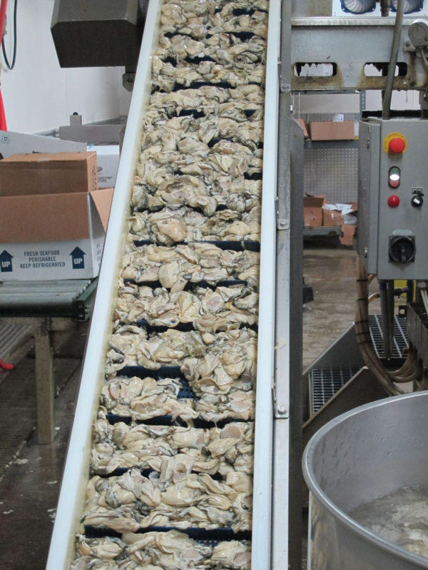 Inside the Shellfish Processing Plant – Element Seafood