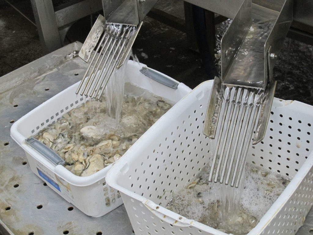 Inside the Shellfish Processing Plant – Element Seafood