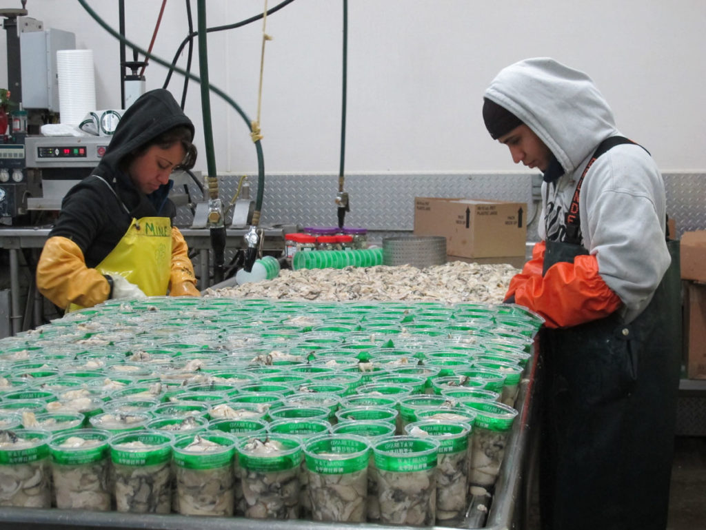 Inside the Shellfish Processing Plant – Element Seafood