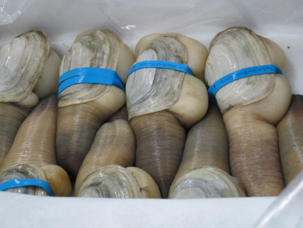 Inside the Shellfish Processing Plant – Element Seafood