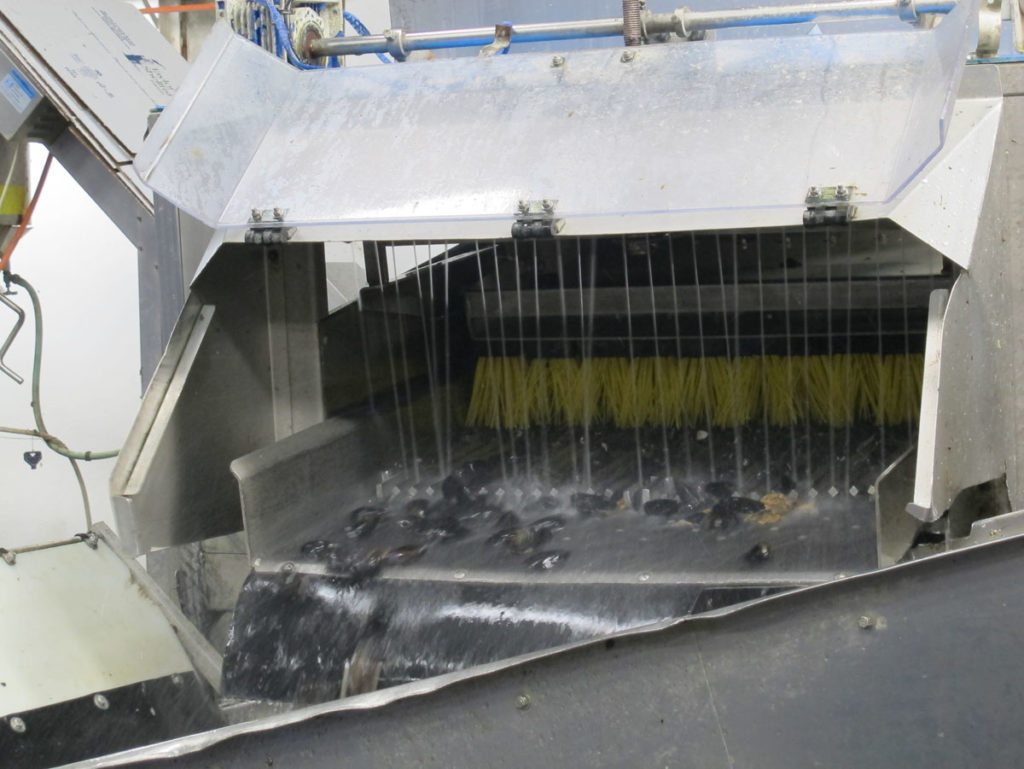Inside the Shellfish Processing Plant – Element Seafood
