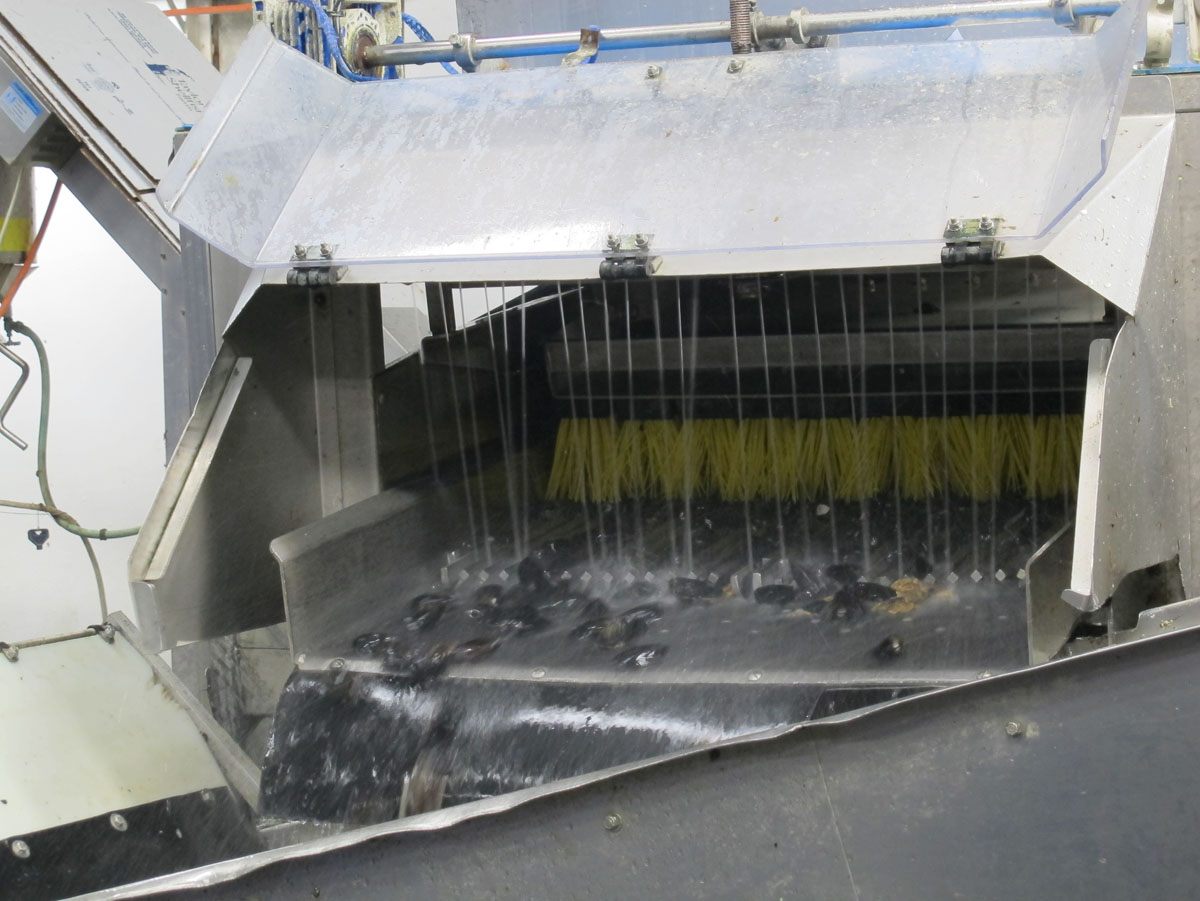 Inside the Shellfish Processing Plant – Element Seafood