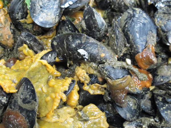 Inside the Shellfish Processing Plant – Element Seafood