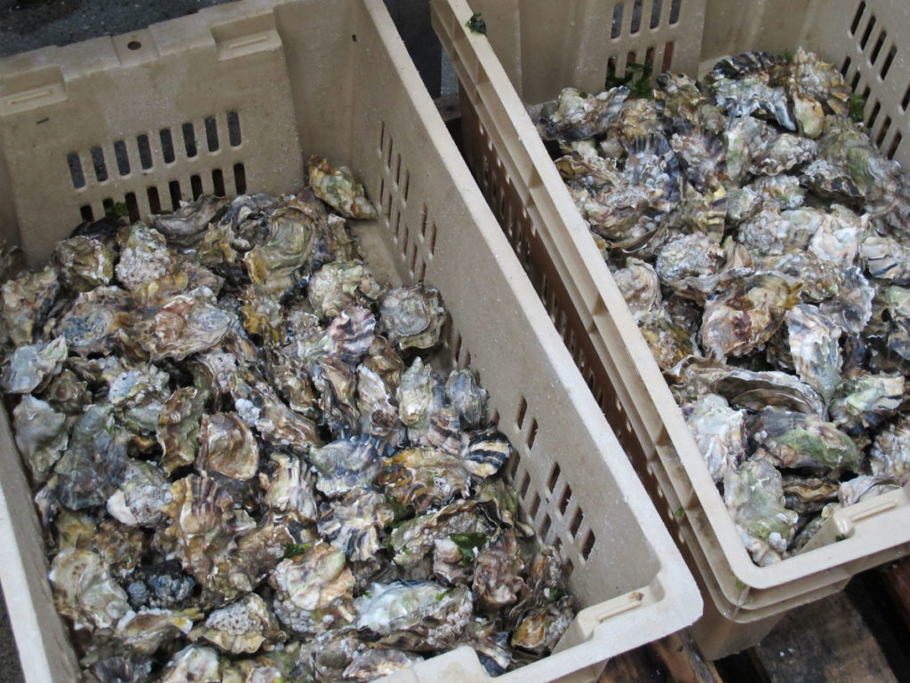 Inside the Shellfish Processing Plant – Element Seafood