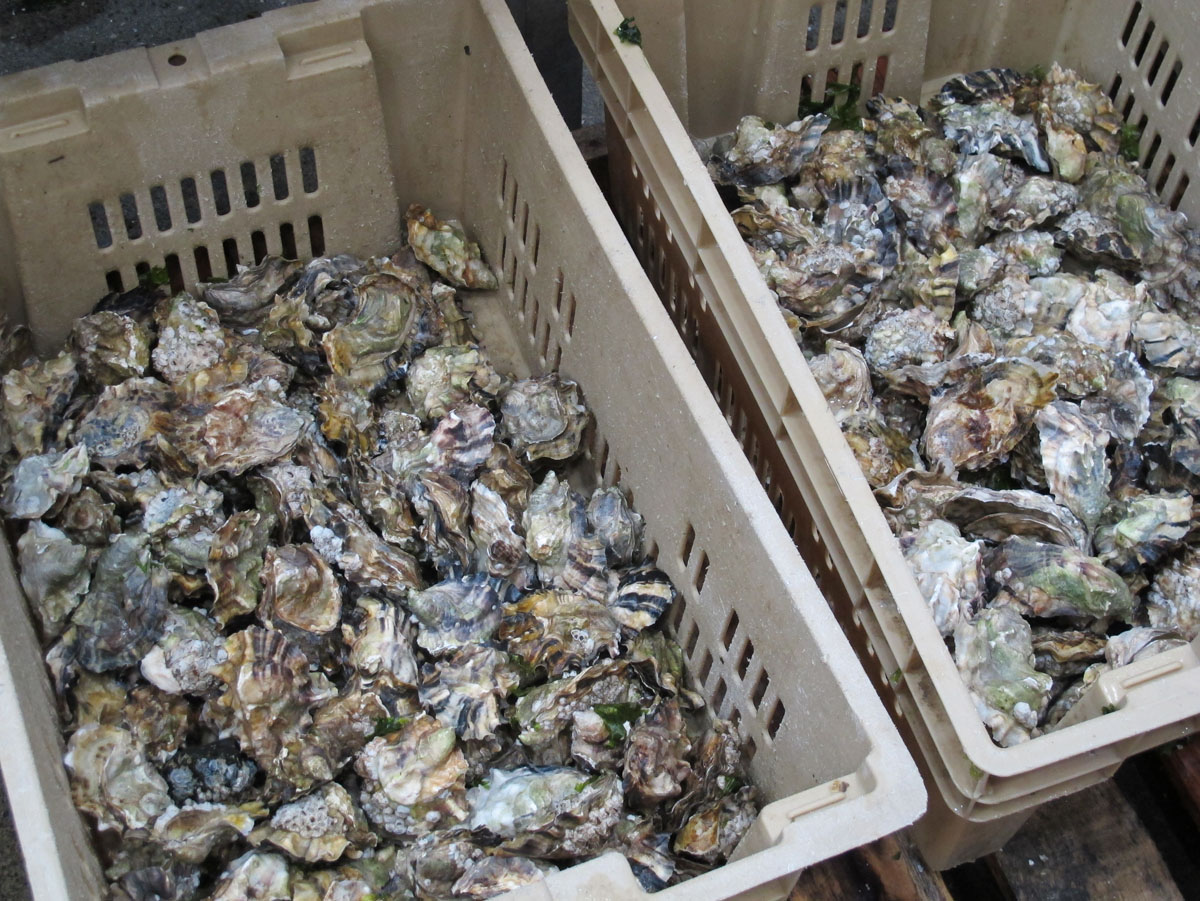 Inside the Shellfish Processing Plant – Element Seafood