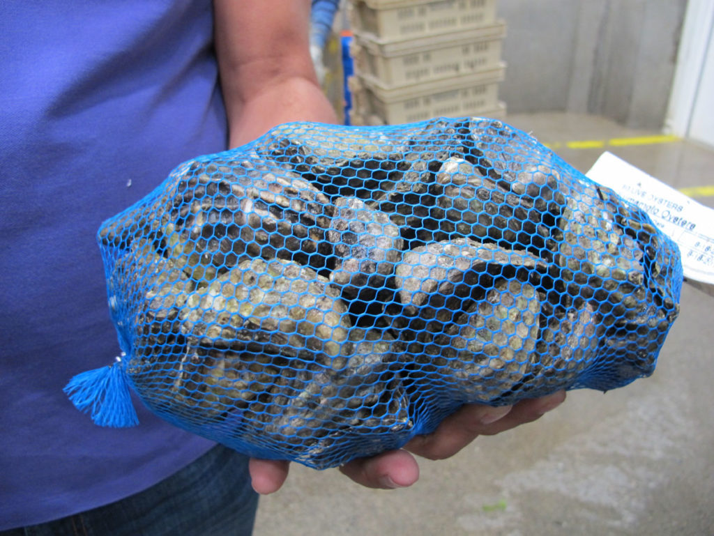 Inside the Shellfish Processing Plant – Element Seafood