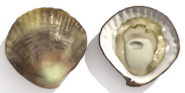 The 5 Species of Oysters (That You’ll Eat in the US) – Element Seafood