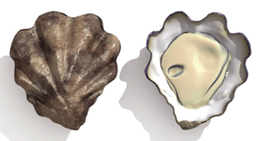 The 5 Species of Oysters (That You’ll Eat in the US) – Element Seafood